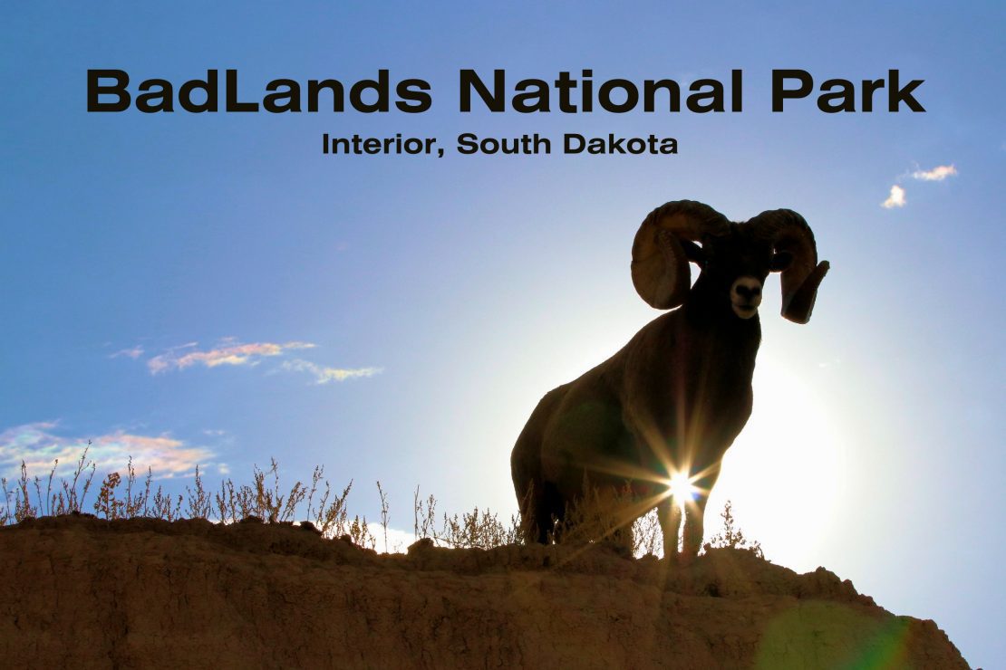 BadLands National Park - Big Horn Ram - Buffalo Hydraulic