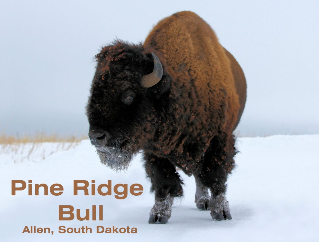 Pine Ridge Bull Buffalo - Buffalo Hydraulic